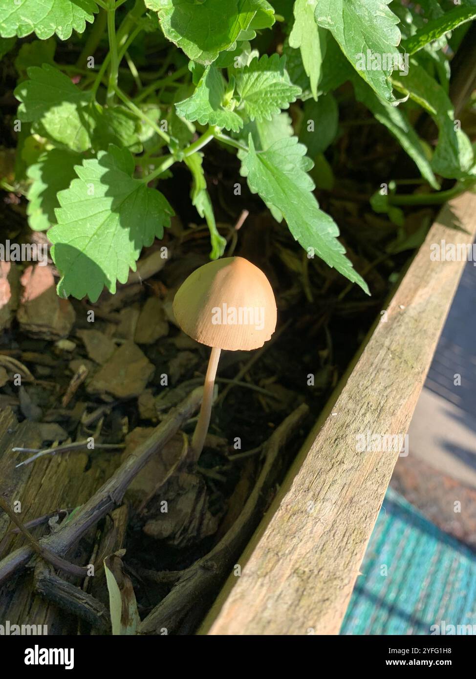 milky conecap (Conocybe apala Stock Photo - Alamy