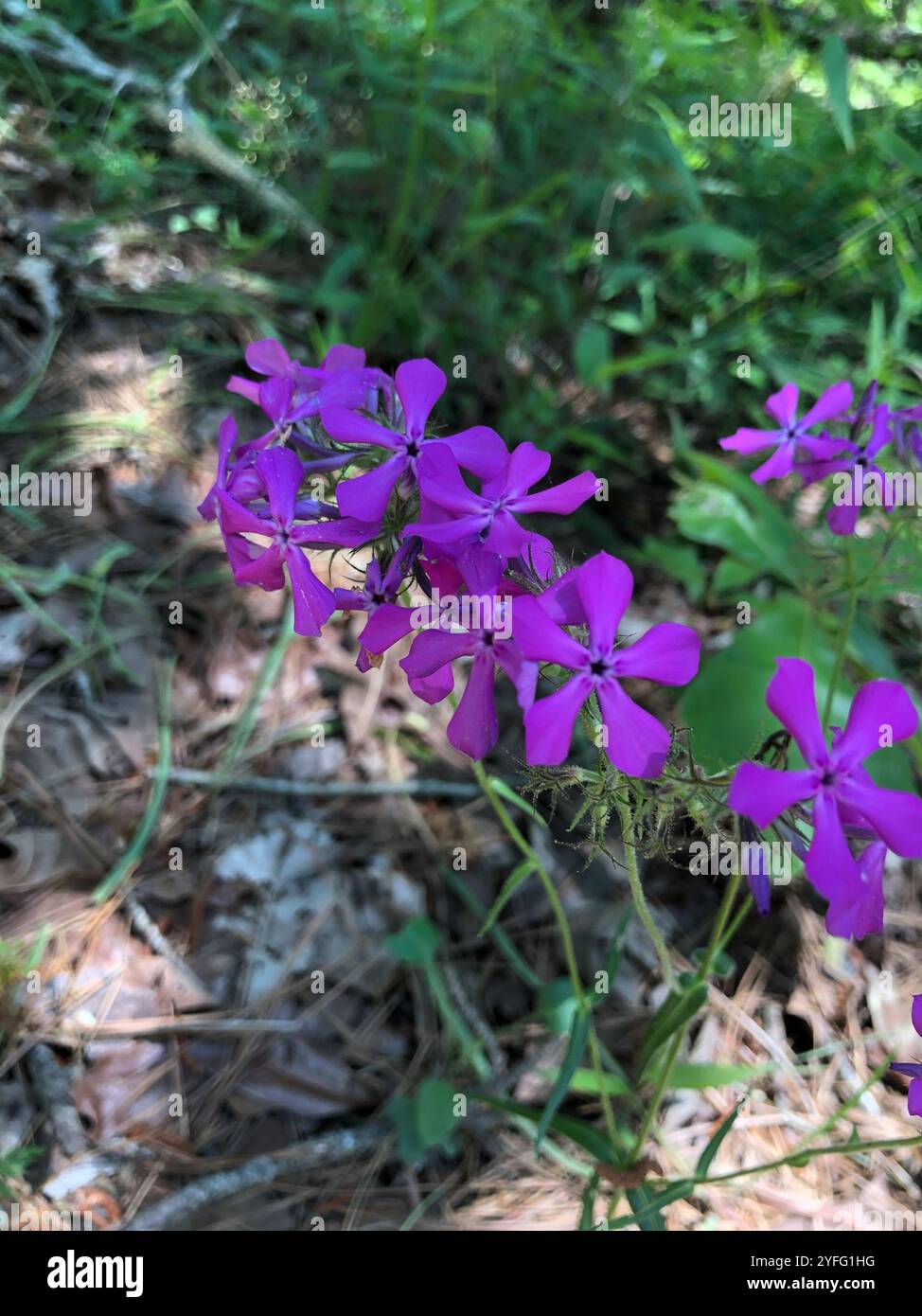 Common phlox hi-res stock photography and images - Alamy