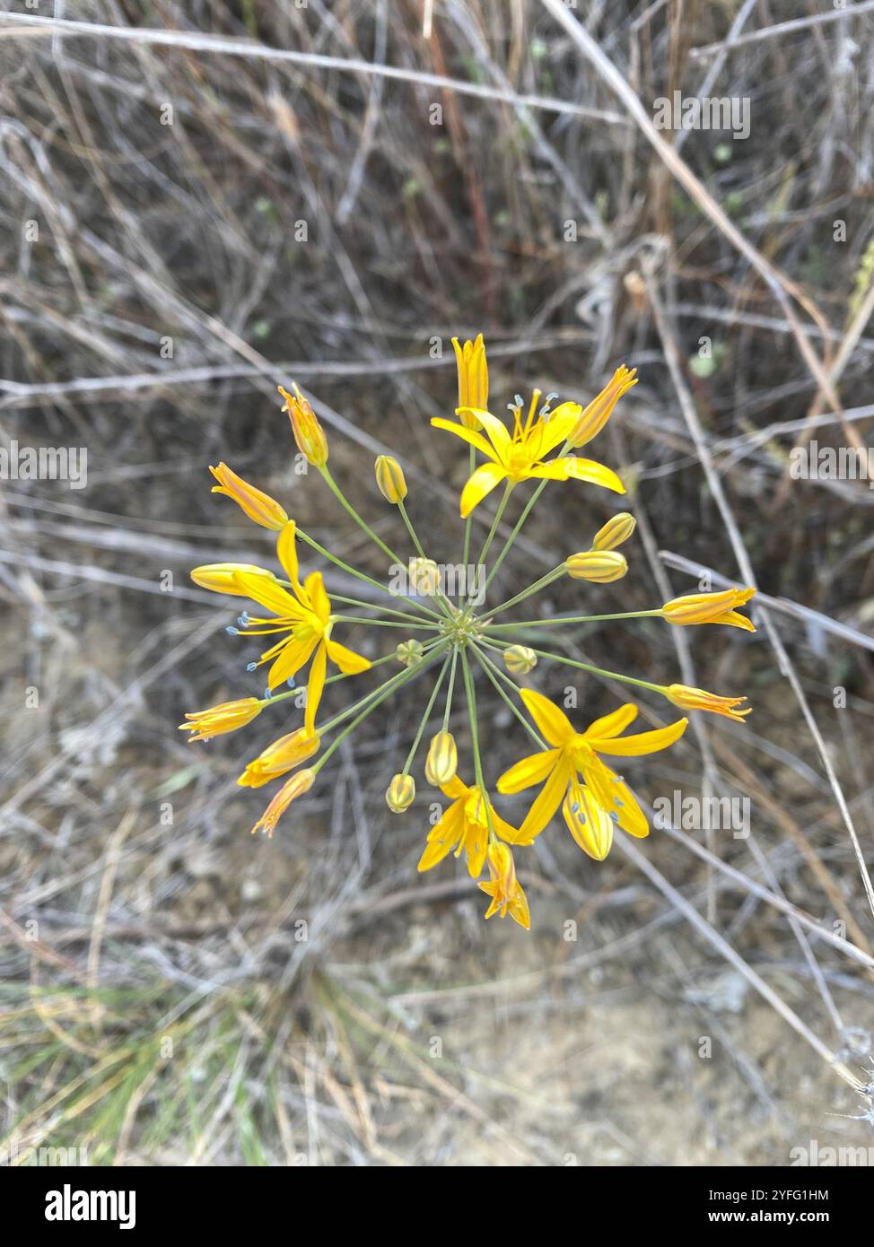 Bloomeria hi-res stock photography and images - Alamy