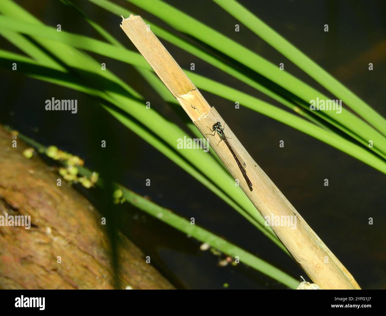 Fragile Forktail (Ischnura posita Stock Photo - Alamy