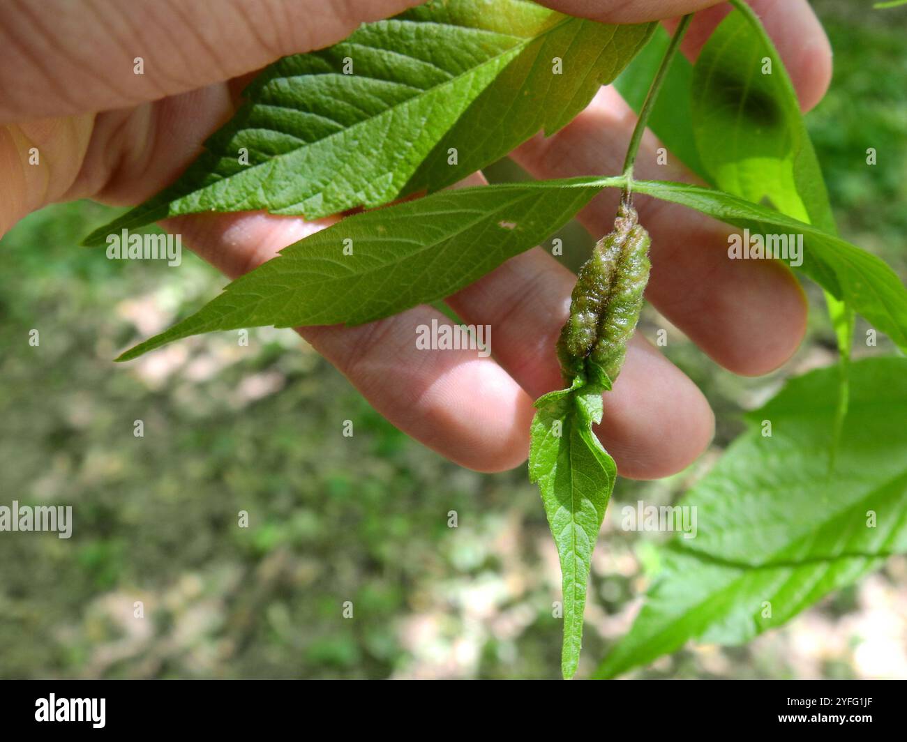 box elder gall midge (Contarinia negundinis Stock Photo - Alamy