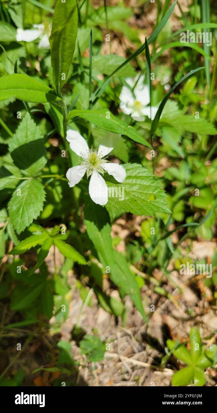 Common Dewberry (Rubus flagellaris Stock Photo - Alamy