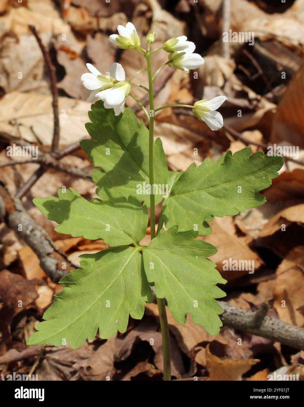 Two-leaved Toothwort (Cardamine diphylla Stock Photo - Alamy
