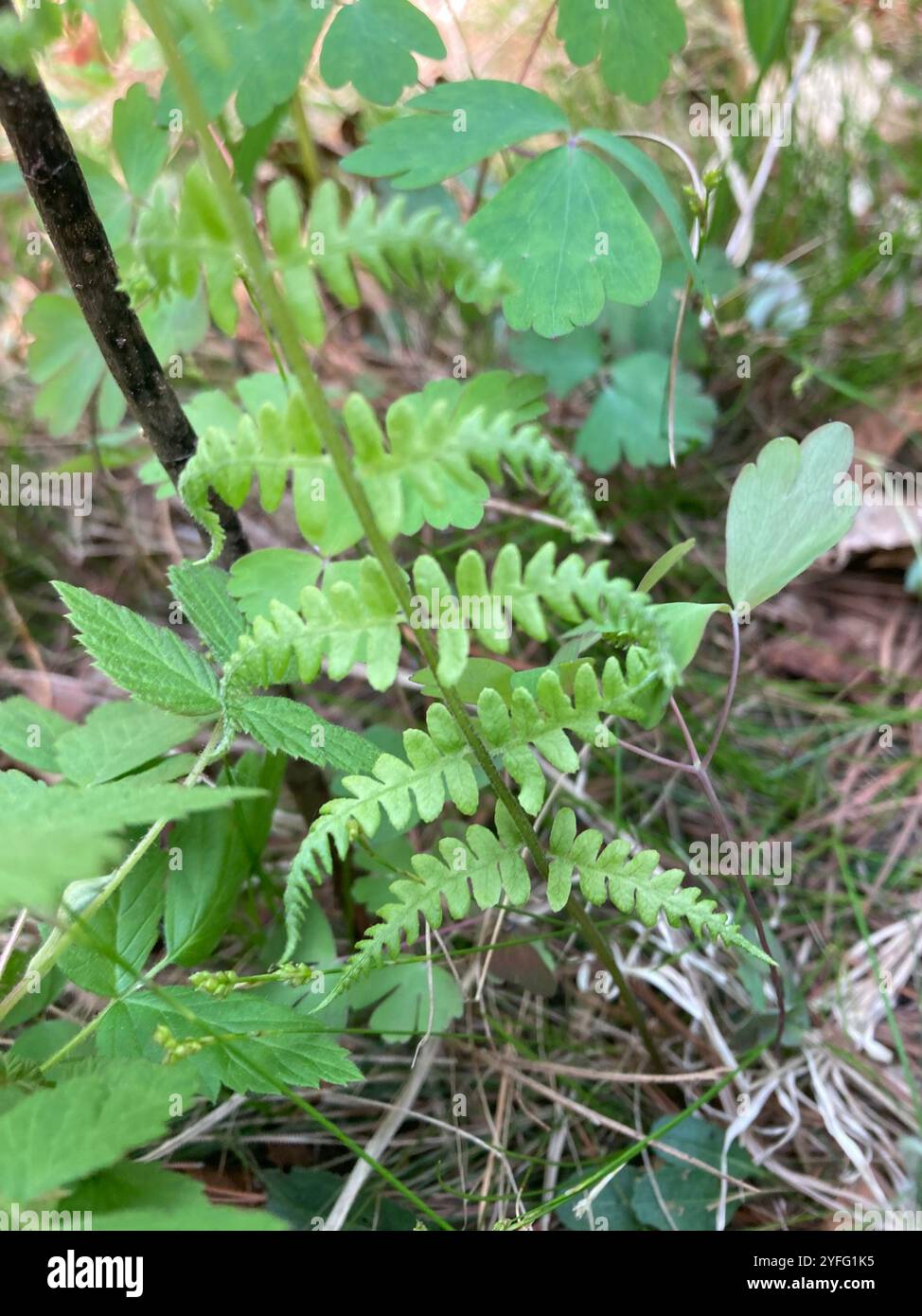 Eastern American marsh fern (Thelypteris palustris pubescens Stock ...