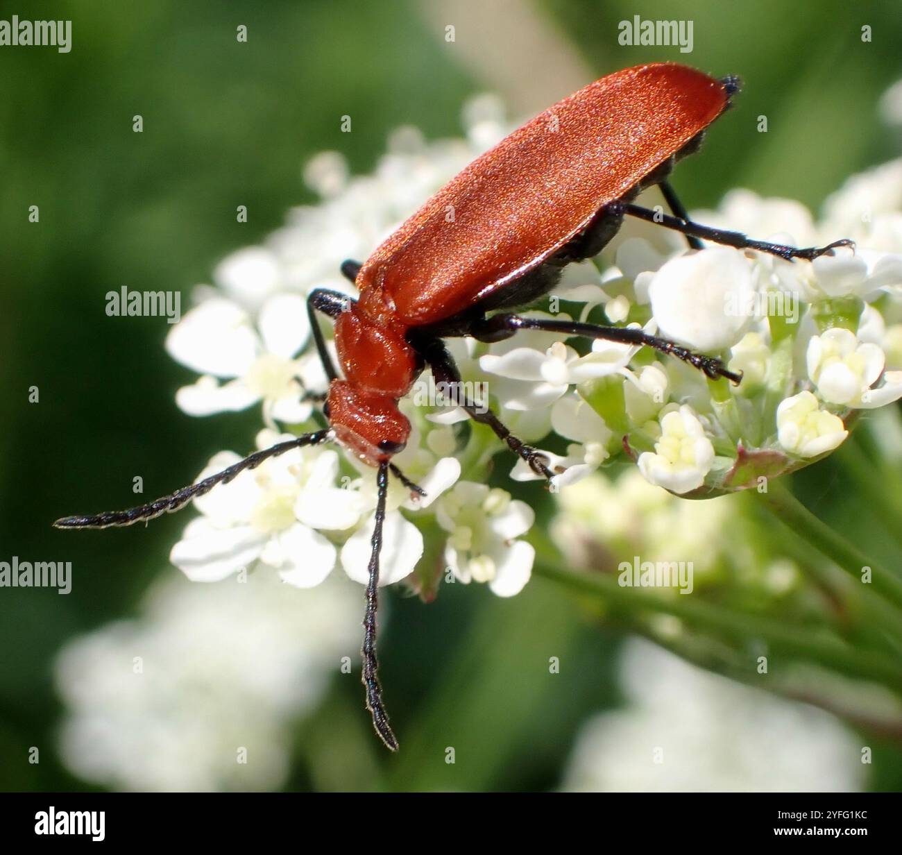 Common Cardinal Beetle (Pyrochroa serraticornis Stock Photo - Alamy