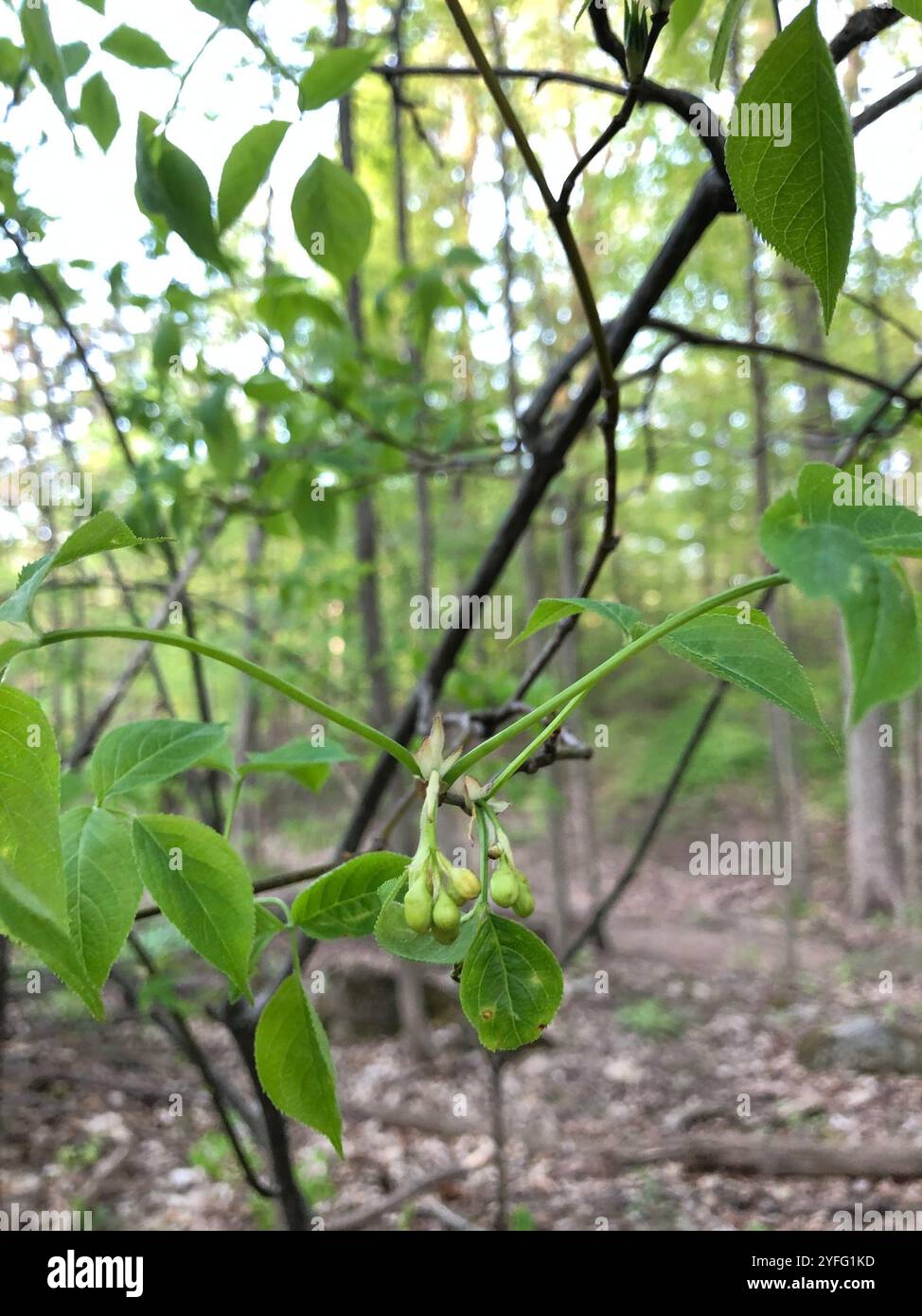 American bladdernut hi-res stock photography and images - Alamy