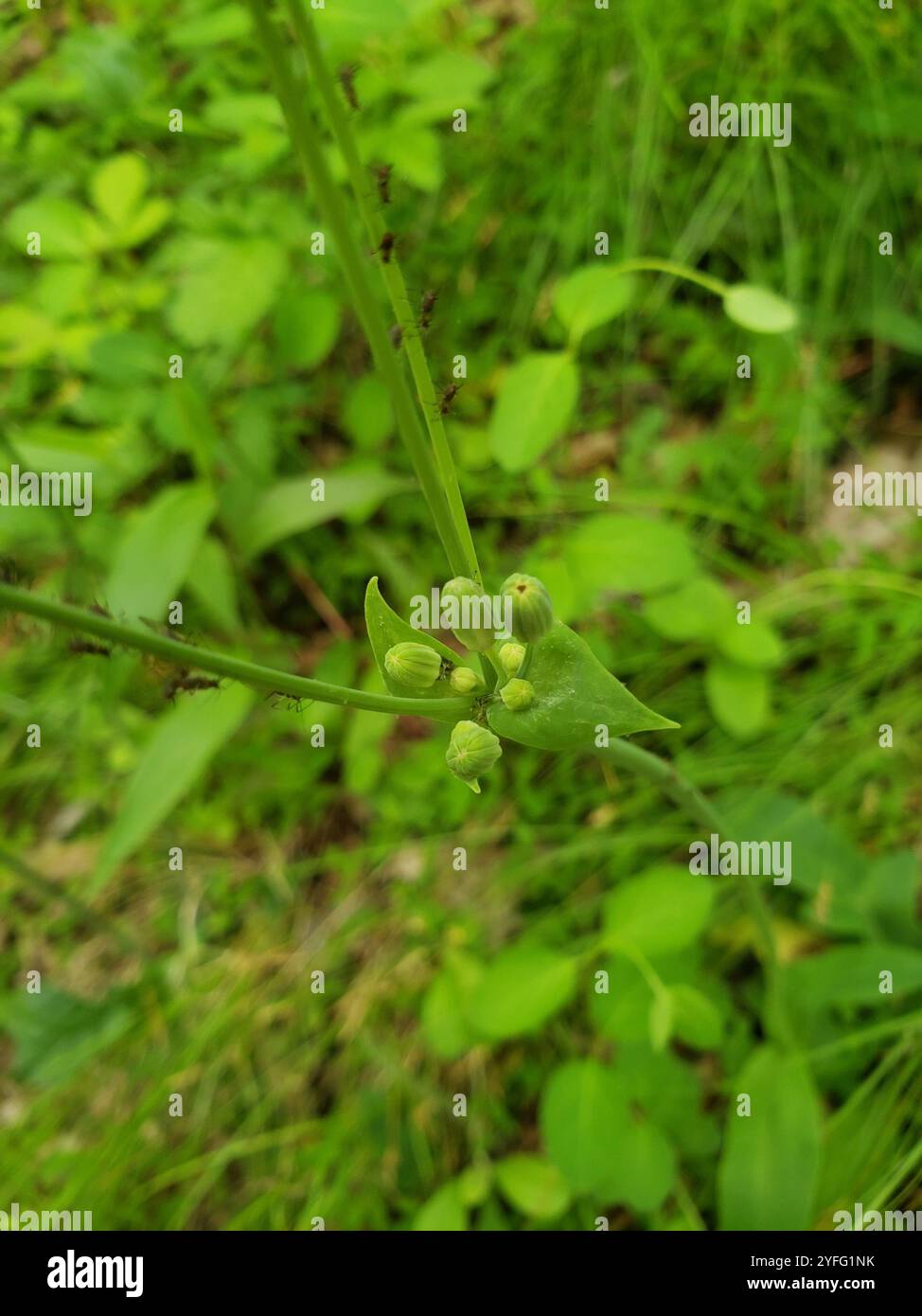 Two-flower Dwarf-dandelion (Krigia biflora Stock Photo - Alamy