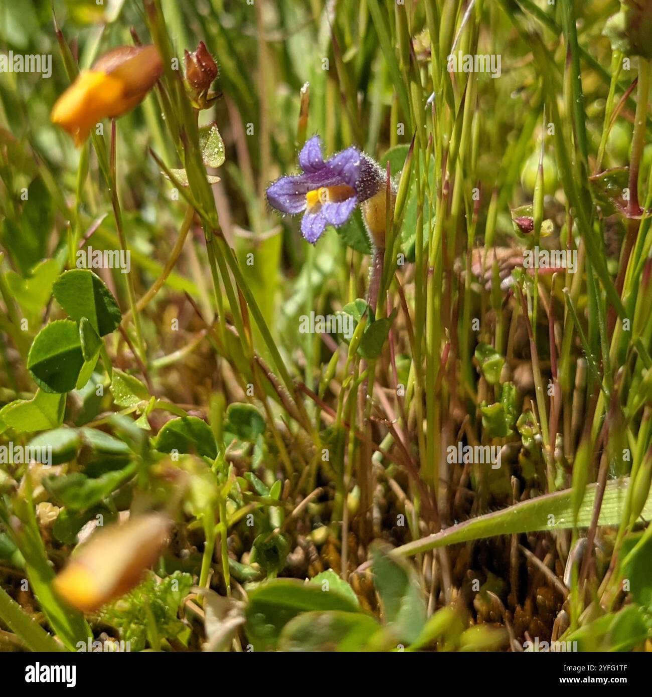oneflower broomrape (Aphyllon purpureum Stock Photo - Alamy