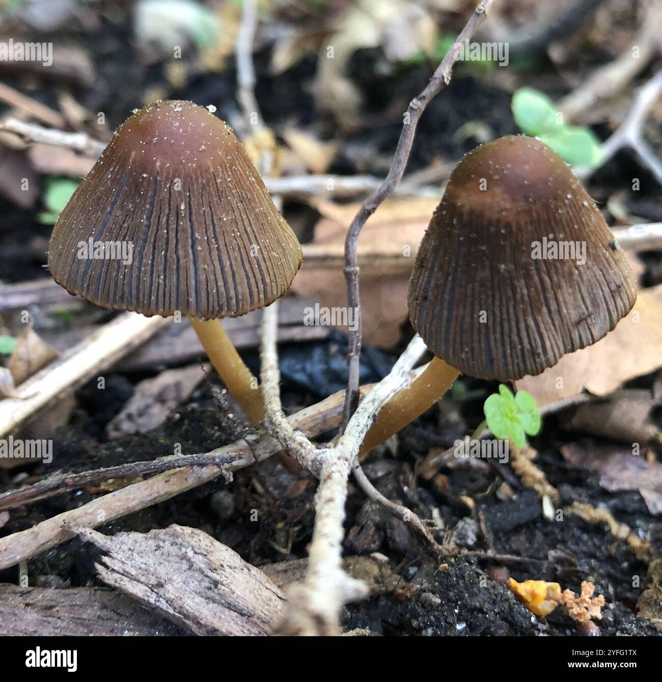 Brittlestems and Allies (Psathyrellaceae Stock Photo - Alamy