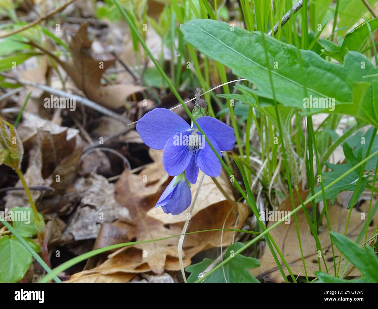 three-lobed violet (Viola palmata Stock Photo - Alamy
