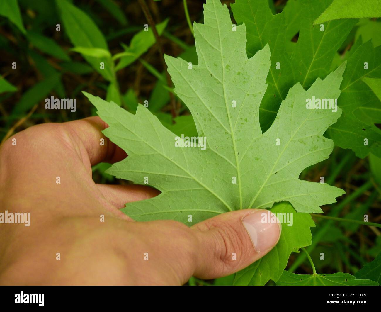 Freeman's Maple (Acer × freemanii Stock Photo - Alamy