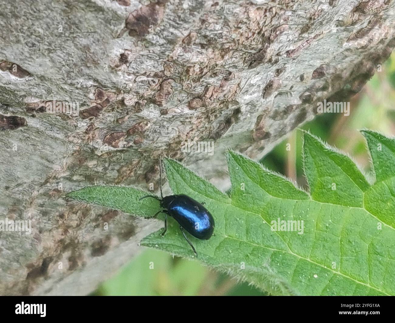 Alder Leaf Beetle (Agelastica alni Stock Photo - Alamy