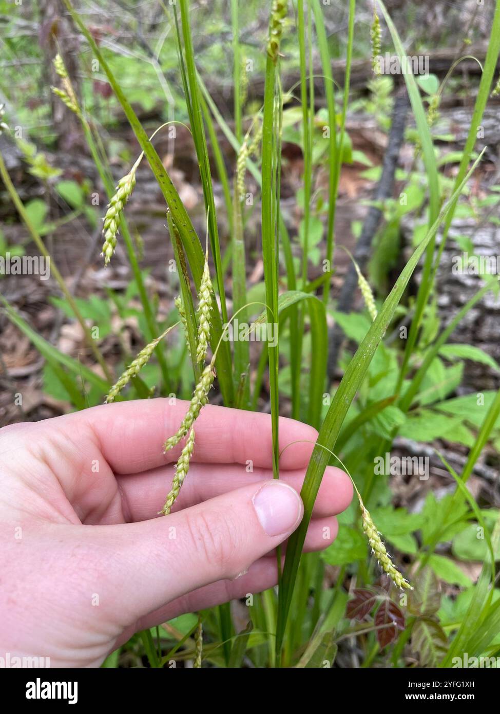 handsome sedge (Carex formosa Stock Photo - Alamy