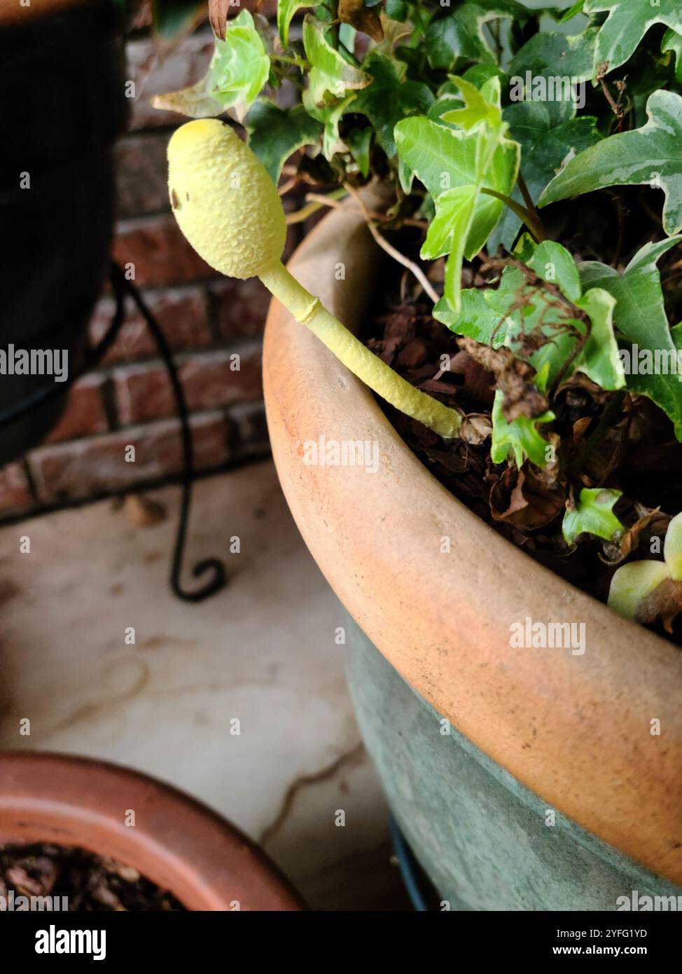 flowerpot parasol (Leucocoprinus birnbaumii Stock Photo - Alamy
