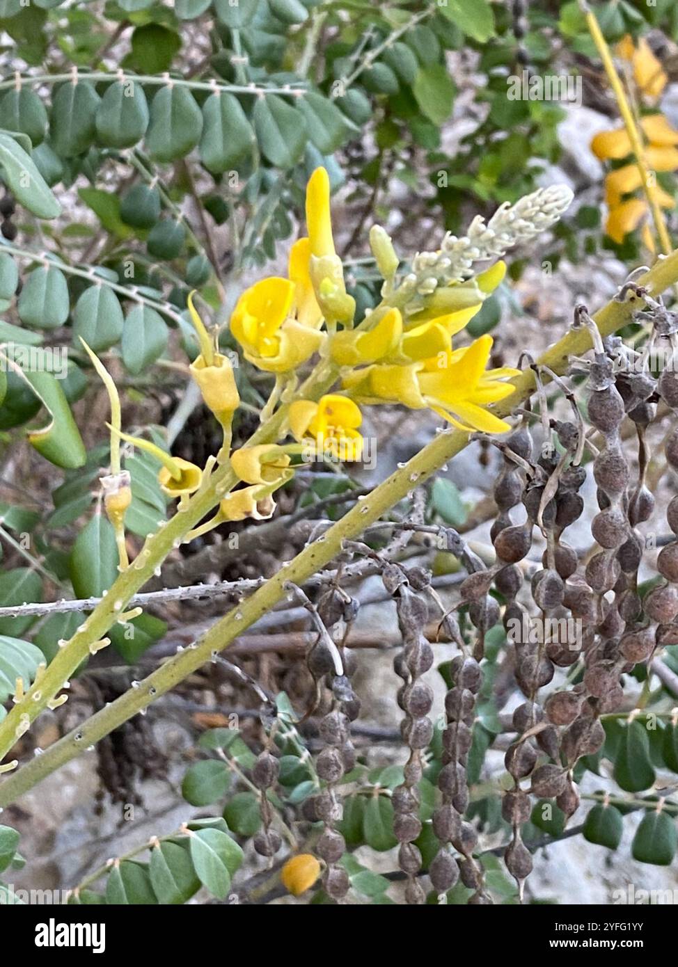 Necklace pod (Sophora tomentosa Stock Photo - Alamy