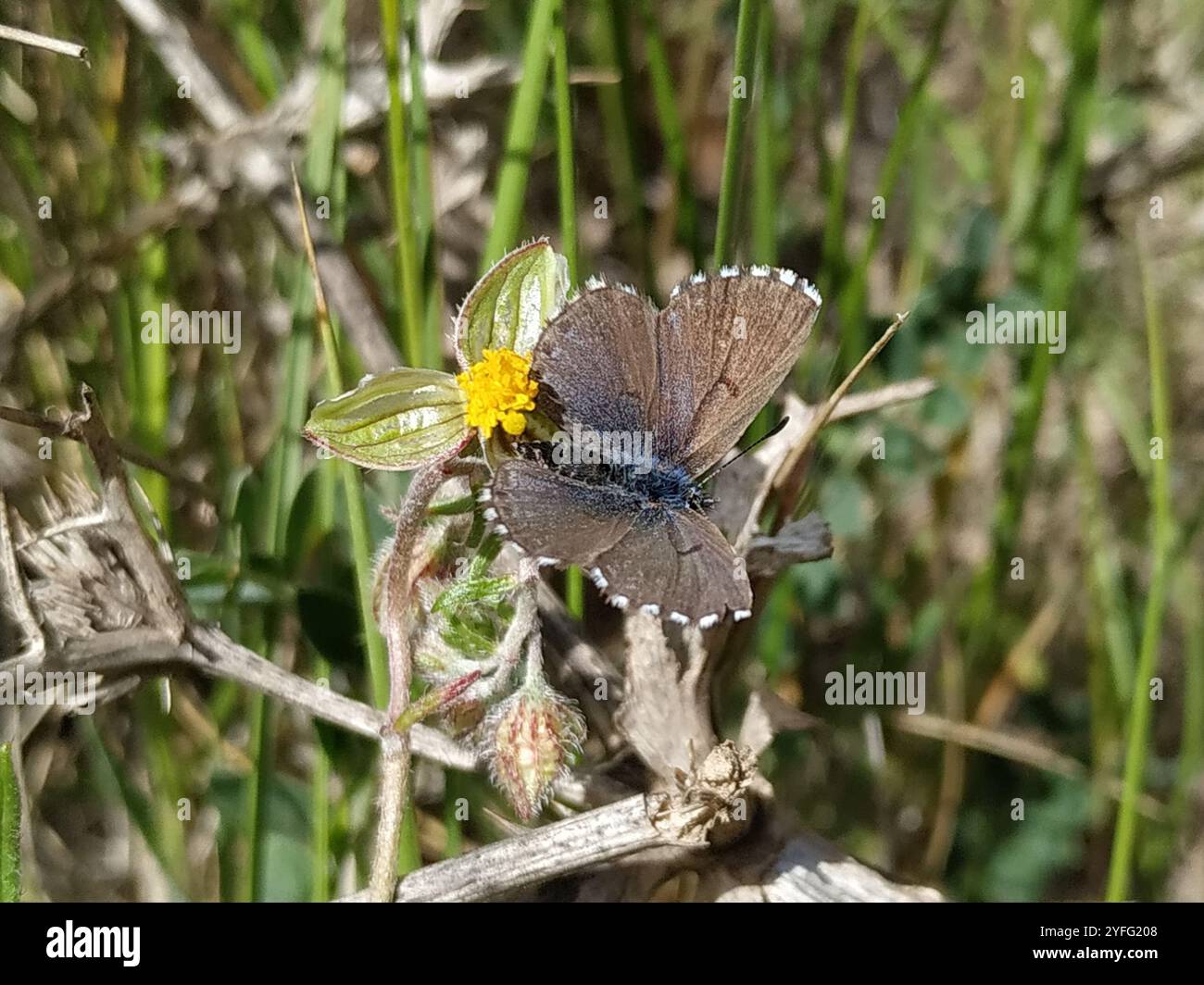 Panoptes Blue (Pseudophilotes panoptes Stock Photo - Alamy