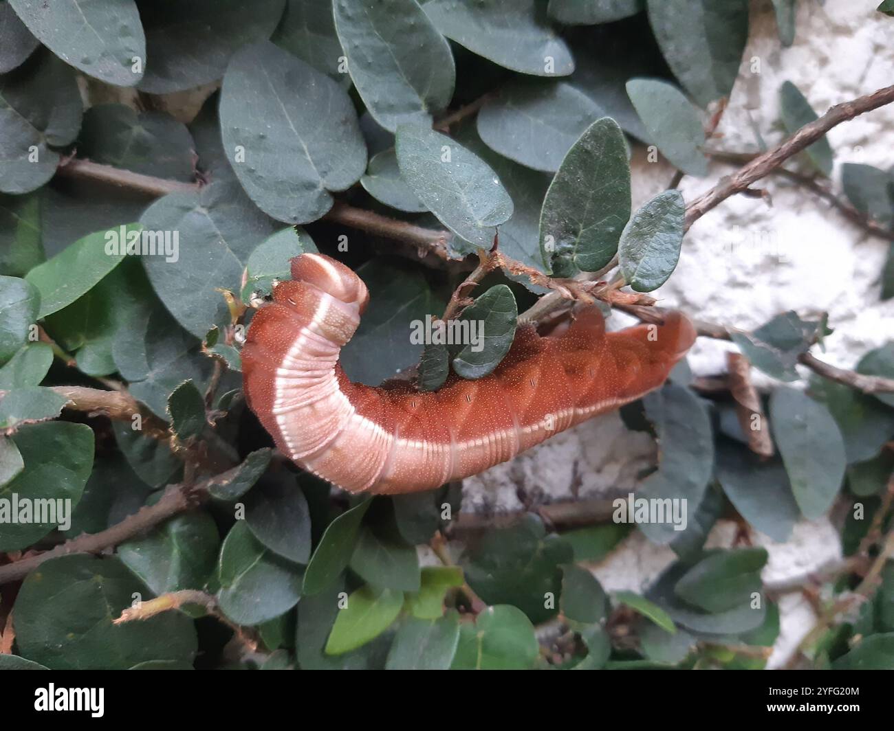 Syces hi-res stock photography and images - Alamy