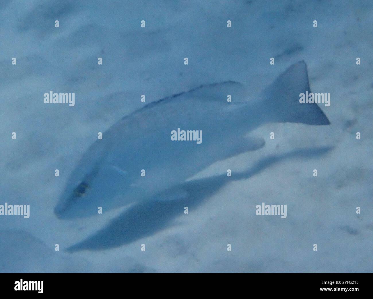 Gray Snapper (Lutjanus griseus Stock Photo - Alamy