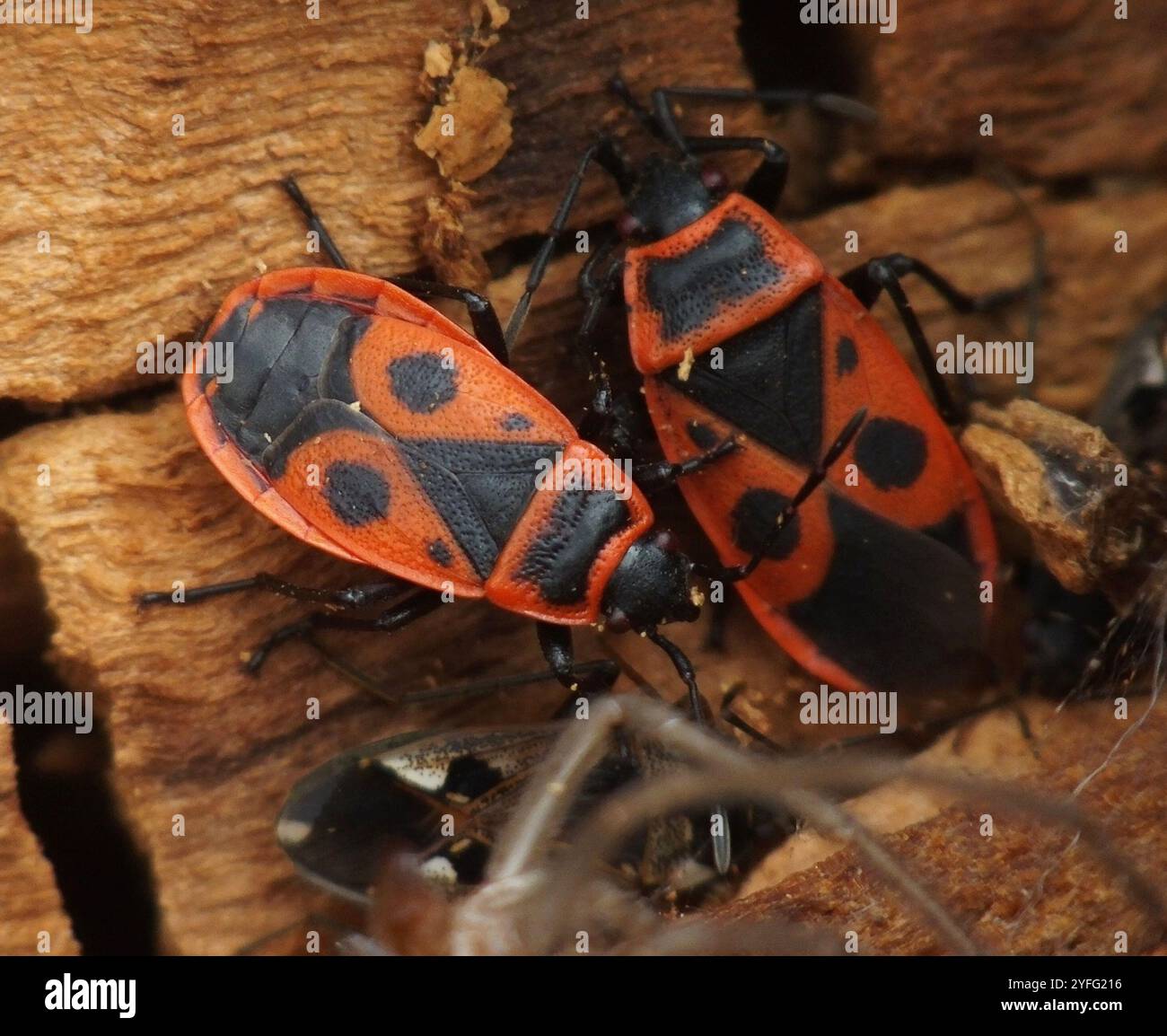 European Firebug (Pyrrhocoris apterus Stock Photo - Alamy European Firebug (Pyrrhocoris apterus Stock Photo - Alamy