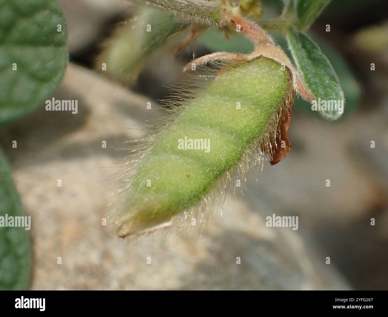 Showy Pigeonpea (Cajanus scarabaeoides Stock Photo - Alamy