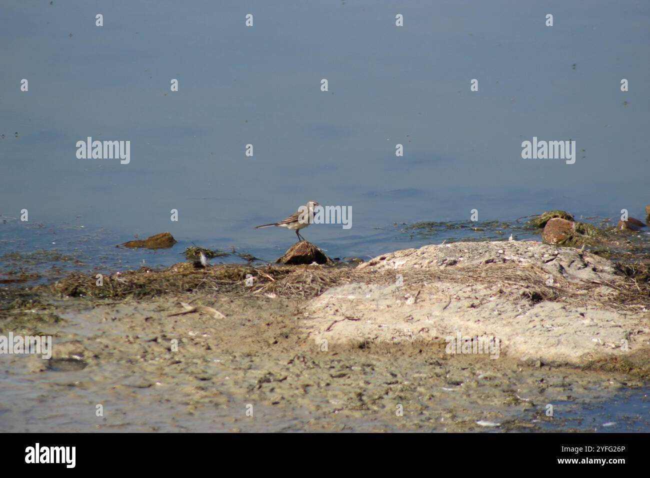 Common Cape Wagtail (Motacilla capensis capensis Stock Photo - Alamy