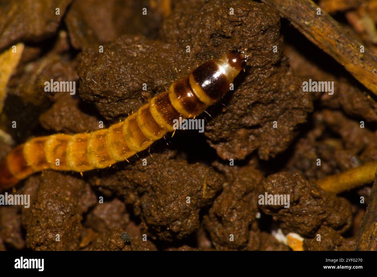 Glowworm Beetles (Phengodidae Stock Photo - Alamy