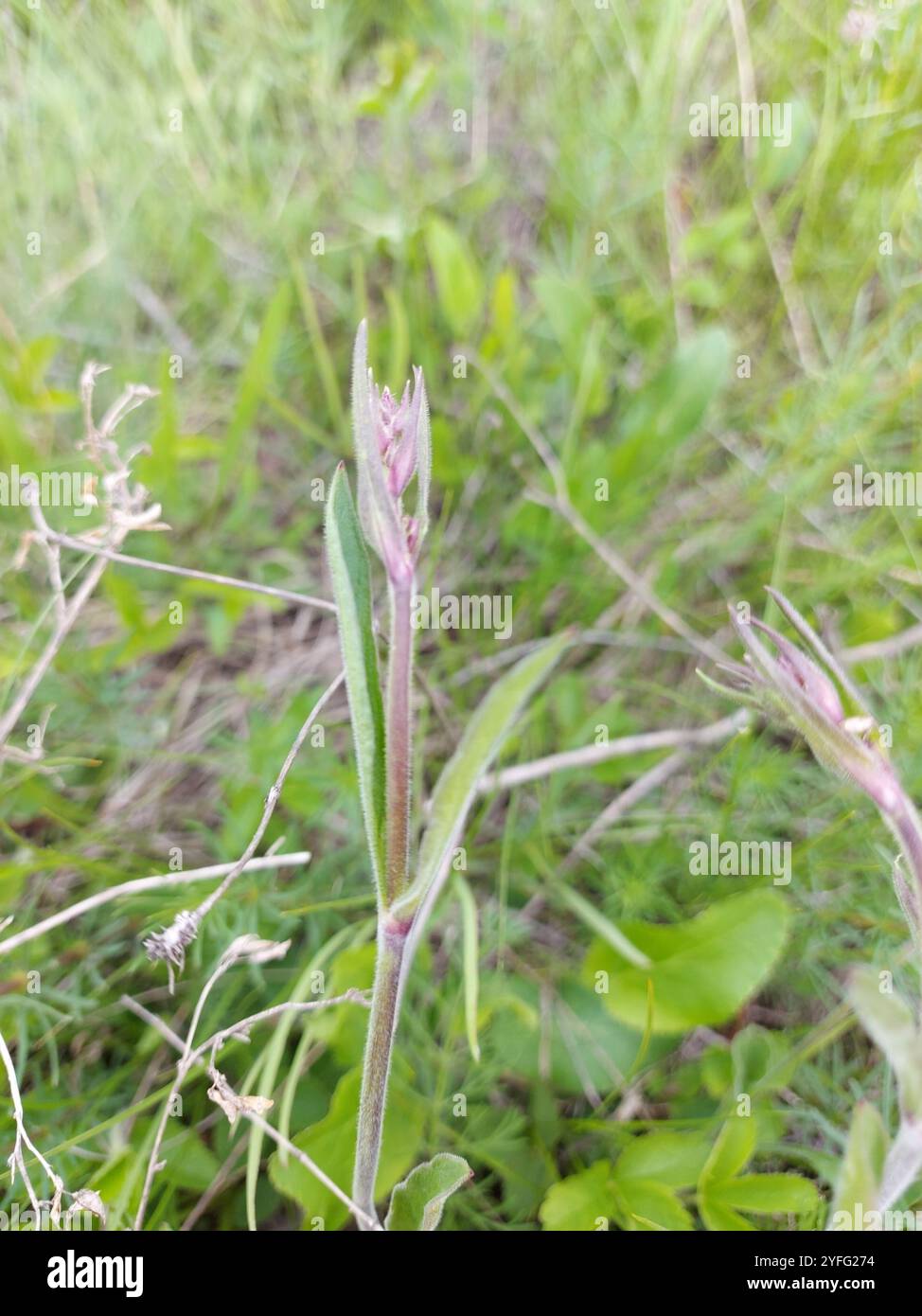 Nottingham Catchfly (Silene nutans Stock Photo - Alamy
