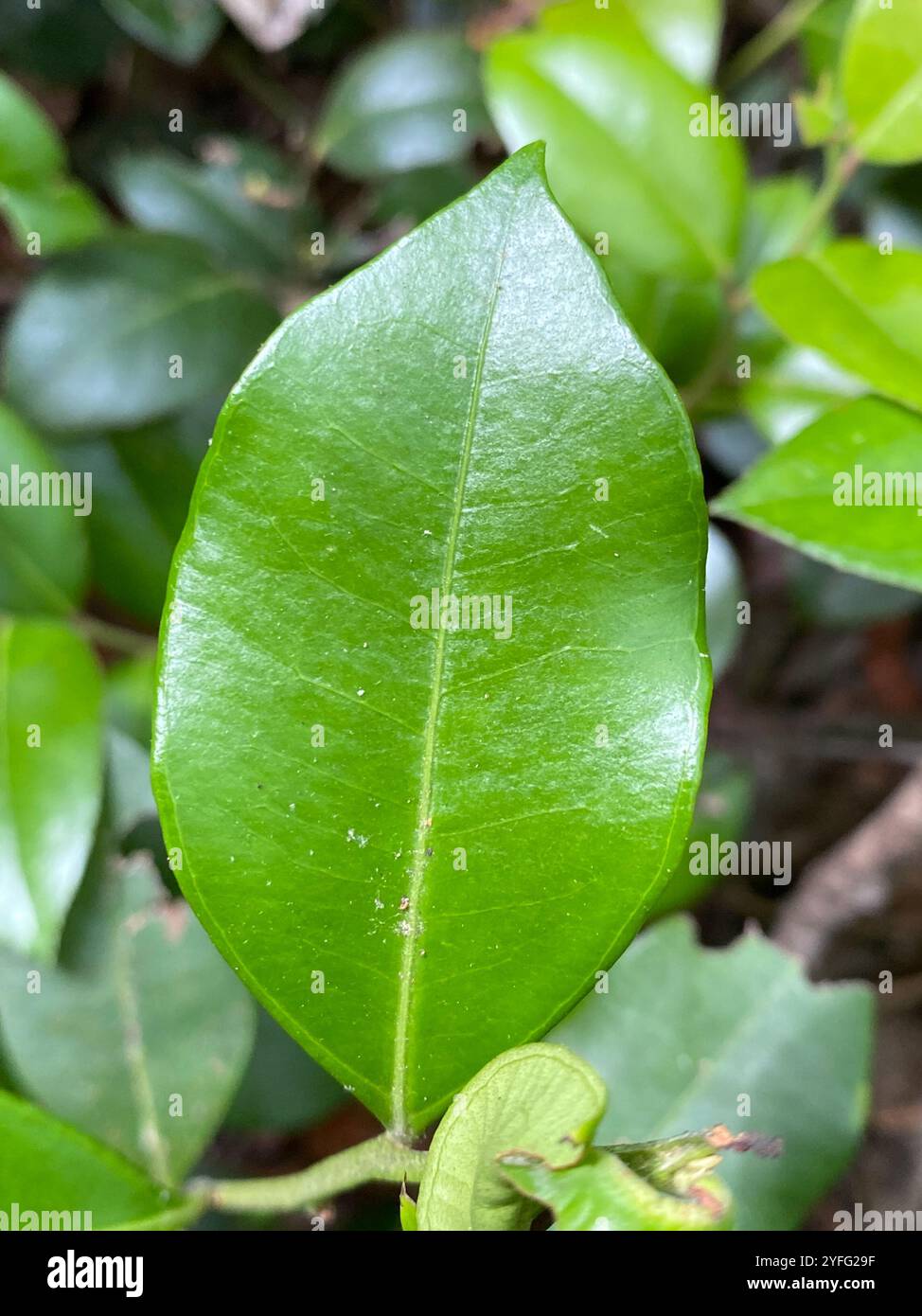 Lyonia lucida hi-res stock photography and images - Alamy