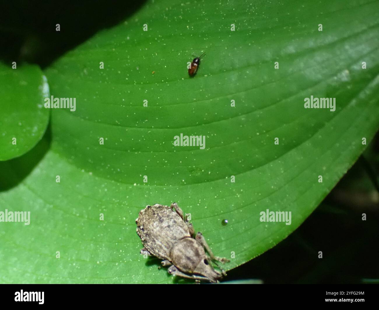 Silken Fungus Beetles (Cryptophagidae Stock Photo - Alamy