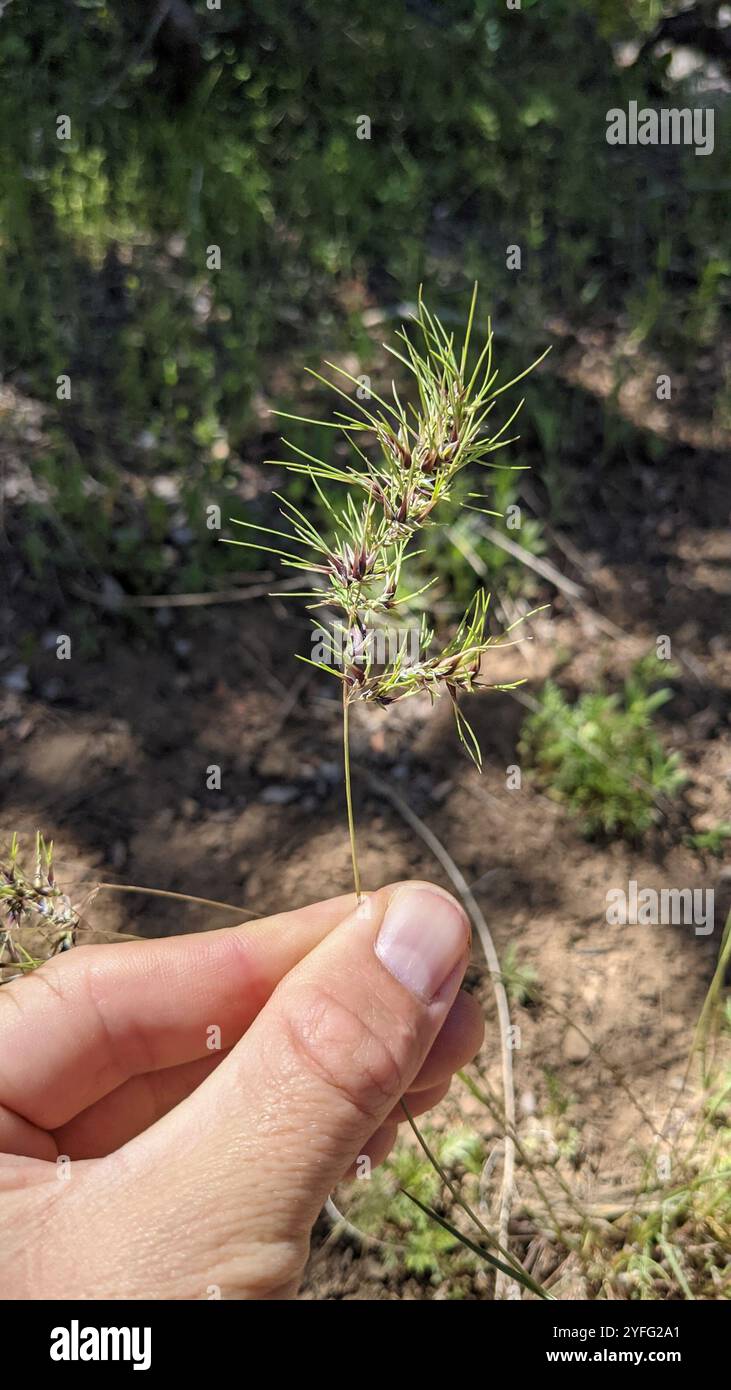 Bulbous Bluegrass (Poa bulbosa Stock Photo - Alamy
