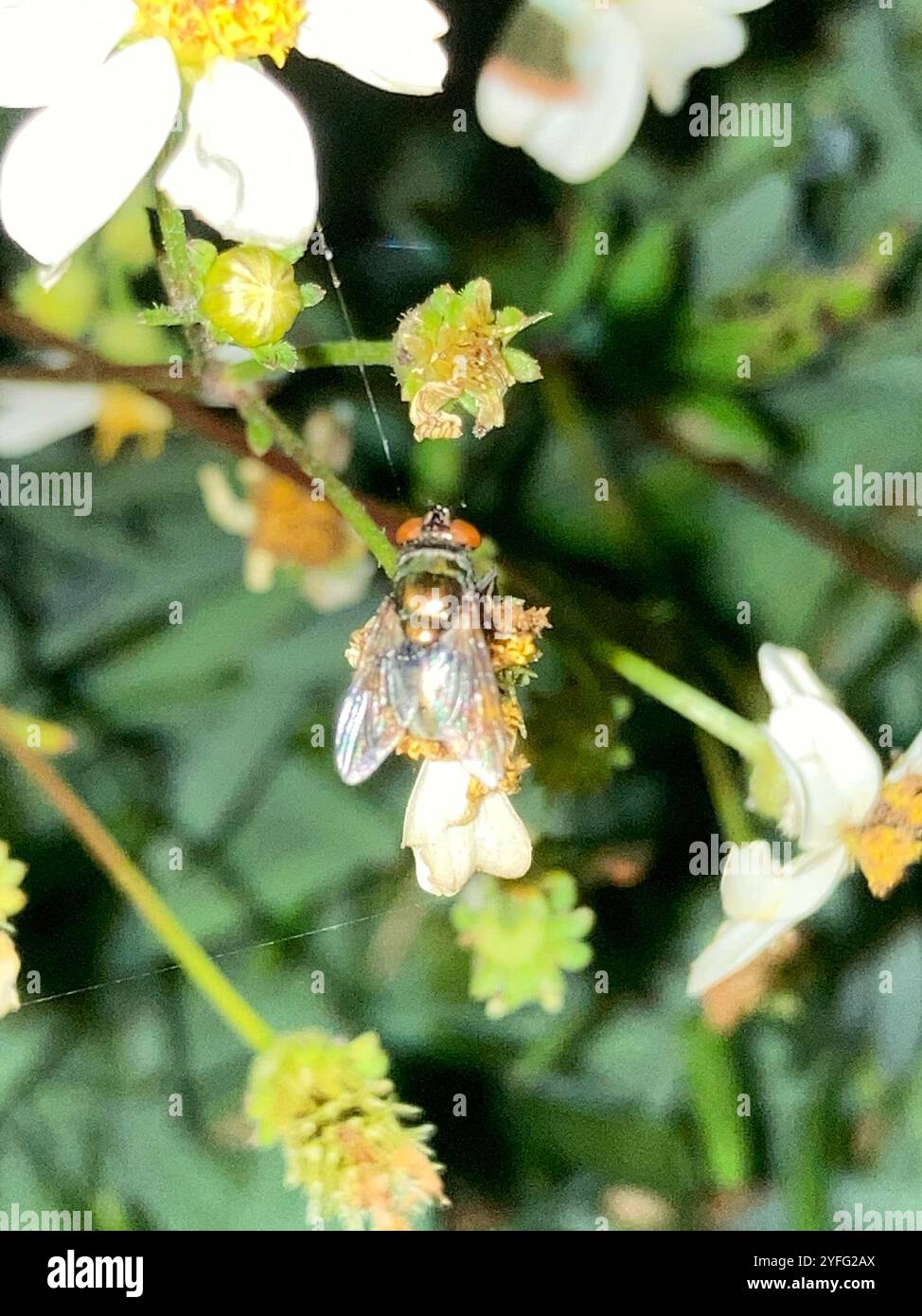 Cyclorrhaphan Flies (Cyclorrhapha Stock Photo - Alamy