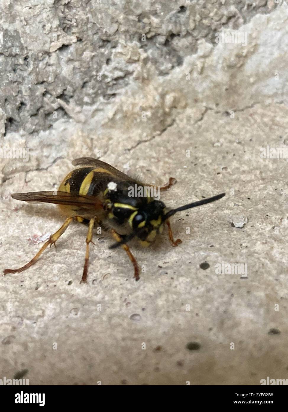 Common European Yellowjacket (Vespula vulgaris Stock Photo - Alamy