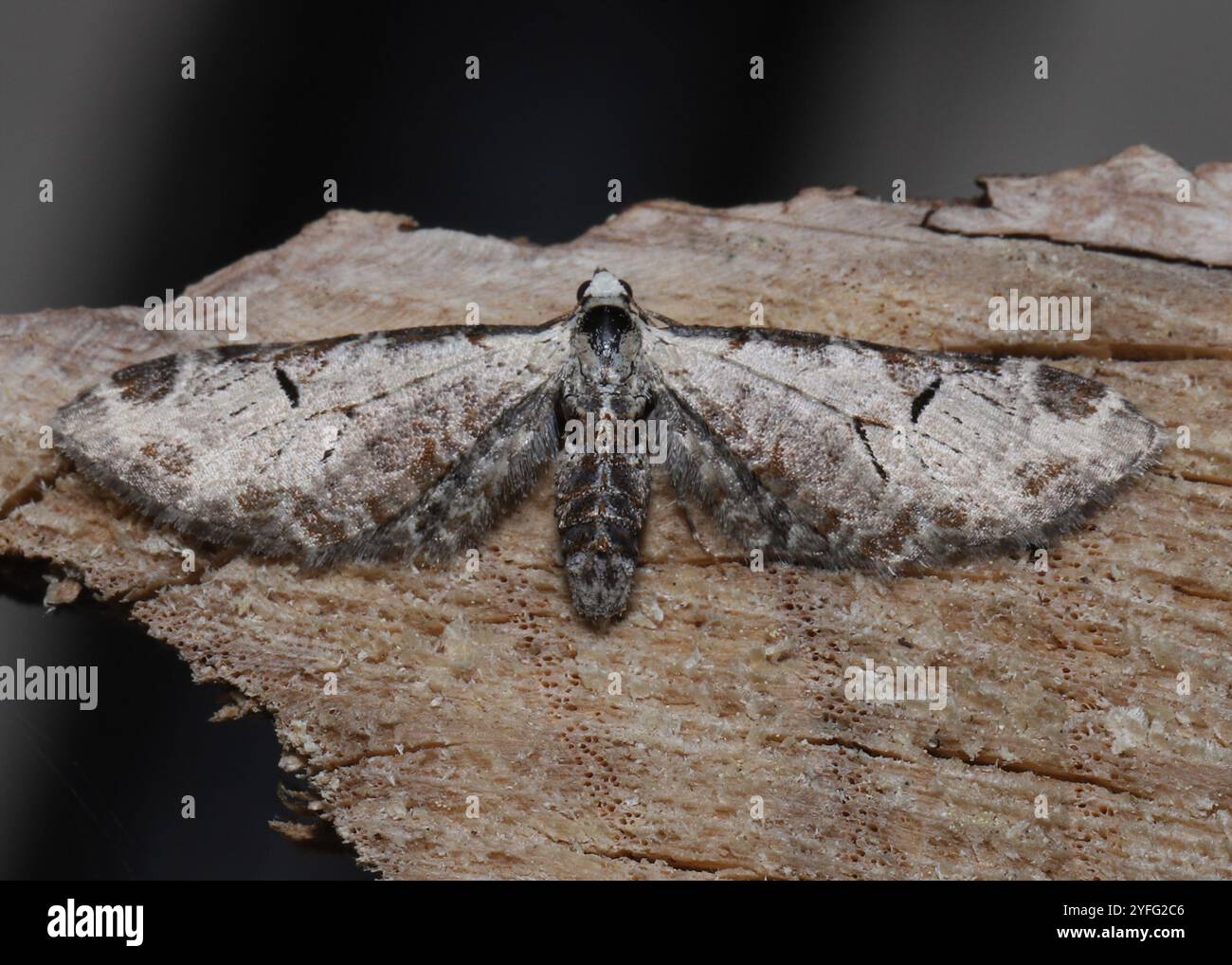 Tawny Eupithecia Moth (Eupithecia ravocostaliata Stock Photo - Alamy