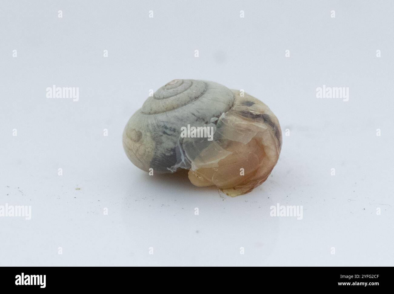 Kentish Snail (Monacha cantiana Stock Photo - Alamy