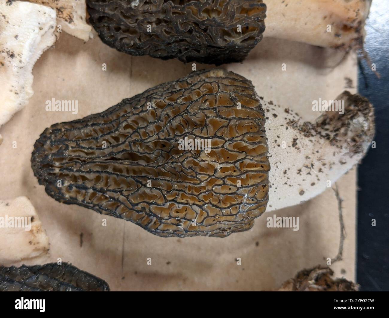 Landscaping Black Morel (Morchella importuna Stock Photo - Alamy