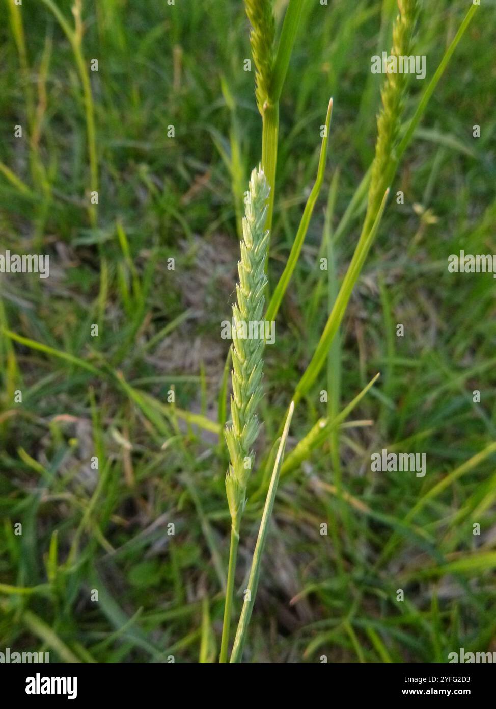 crested dogtail grass (Cynosurus cristatus Stock Photo - Alamy