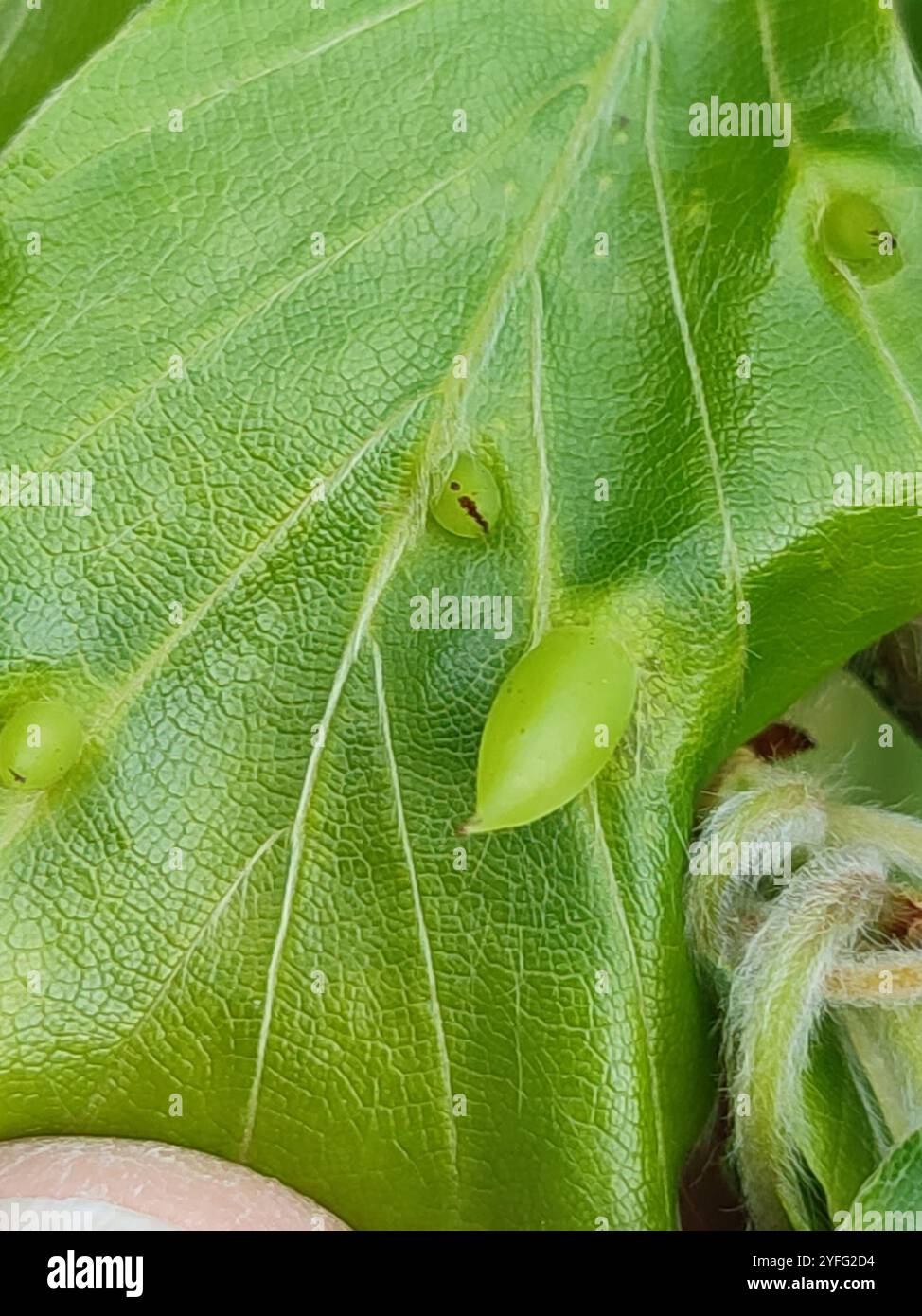 Beech Gall Midge (Mikiola fagi Stock Photo - Alamy