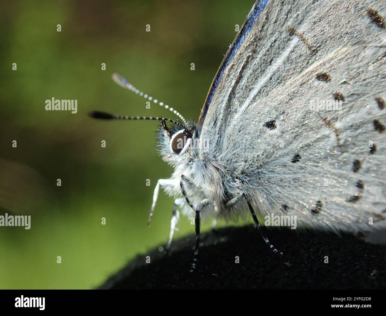 Echo Azure (Celastrina echo Stock Photo - Alamy