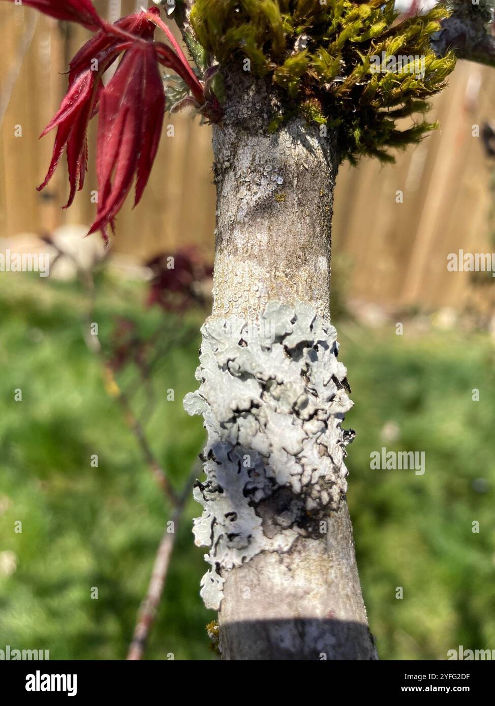 common greenshield lichen (Flavoparmelia caperata Stock Photo - Alamy