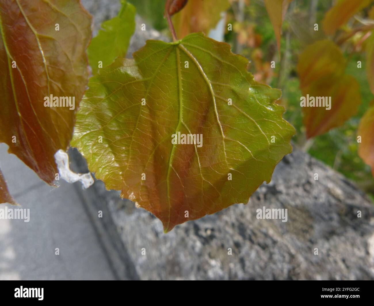 European aspen (Populus tremula Stock Photo - Alamy