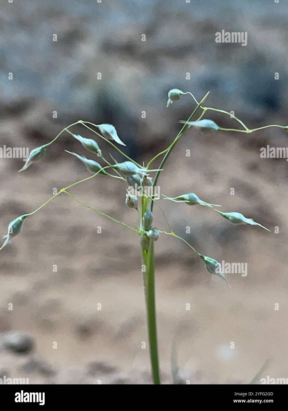 Sand Ricegrass (Eriocoma hymenoides Stock Photo - Alamy