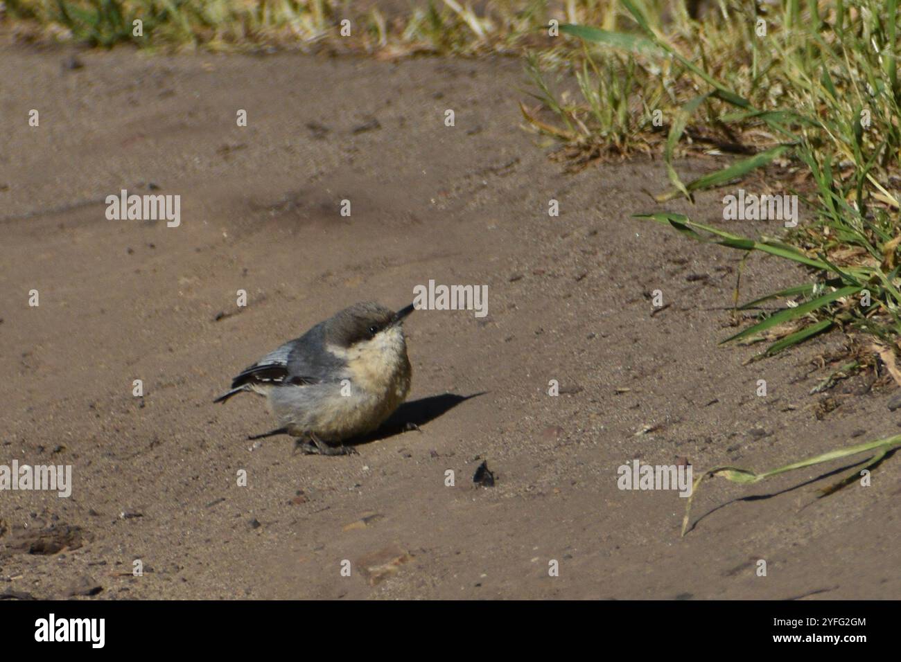 Pygmy Nuthatch (Sitta pygmaea Stock Photo - Alamy