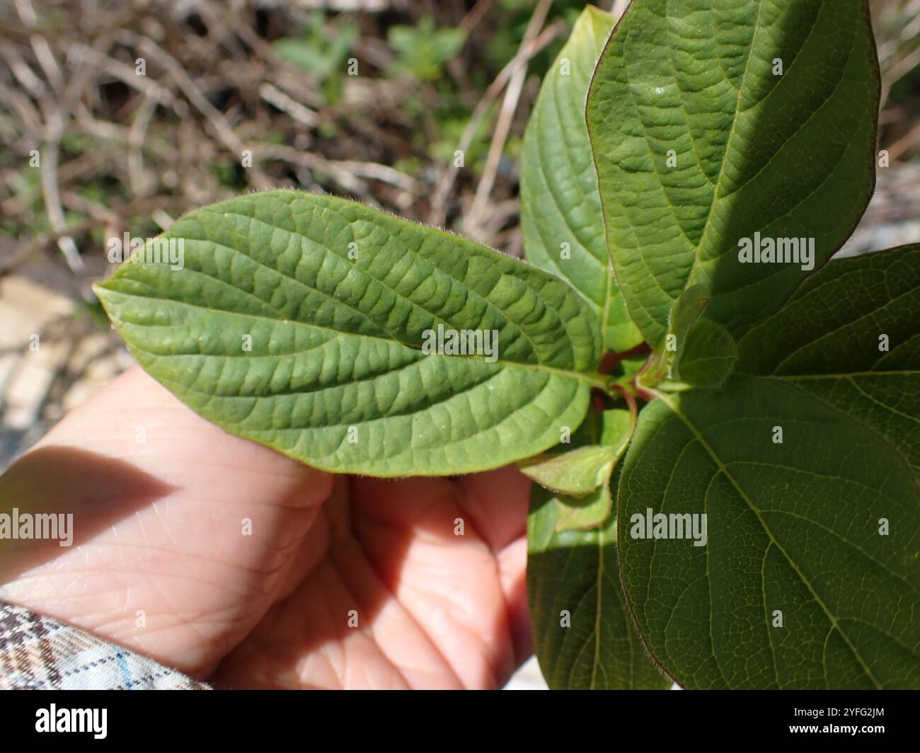 twinberry honeysuckle (Lonicera involucrata Stock Photo - Alamy