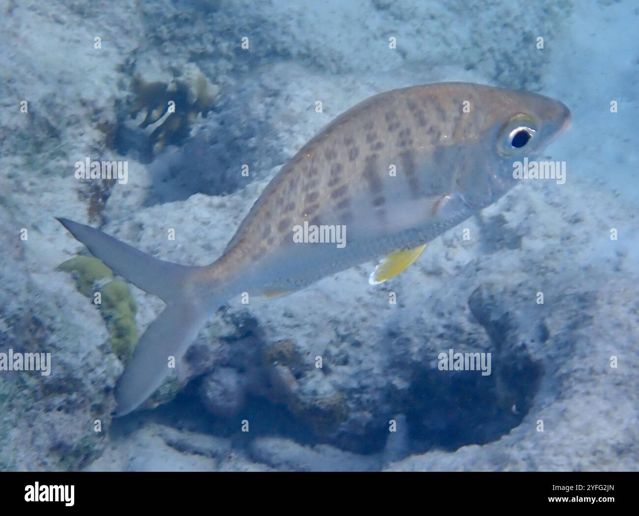 Yellowfin Mojarra (Gerres cinereus Stock Photo - Alamy