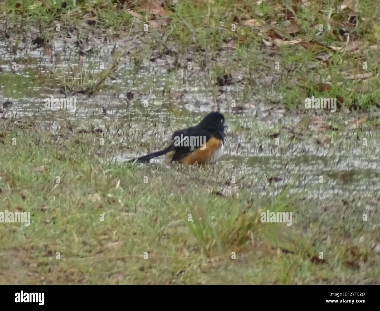 Eastern Towhee (Pipilo erythrophthalmus Stock Photo - Alamy