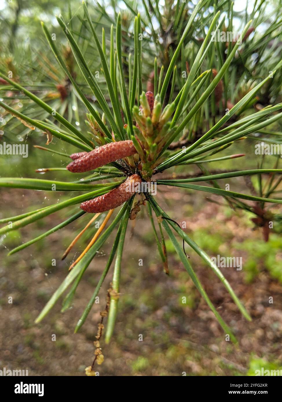 Virginia pine (Pinus virginiana Stock Photo - Alamy