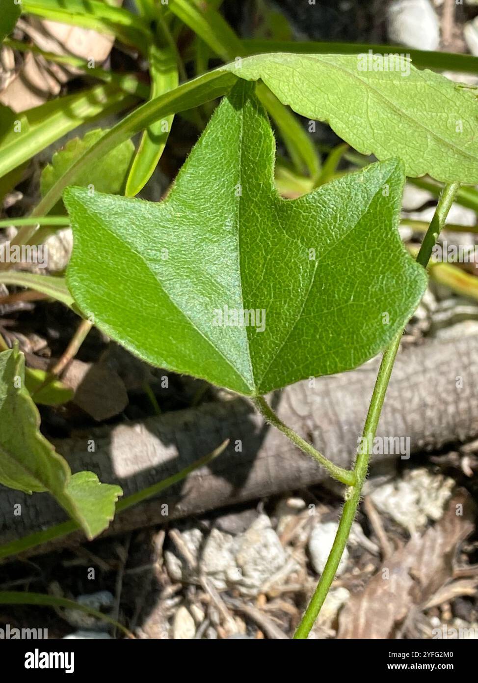 Carolina snailseed (Nephroia carolina Stock Photo - Alamy