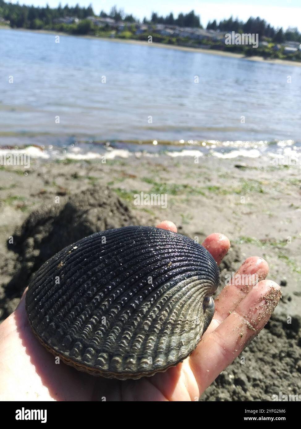 Clinocardium hi-res stock photography and images - Alamy