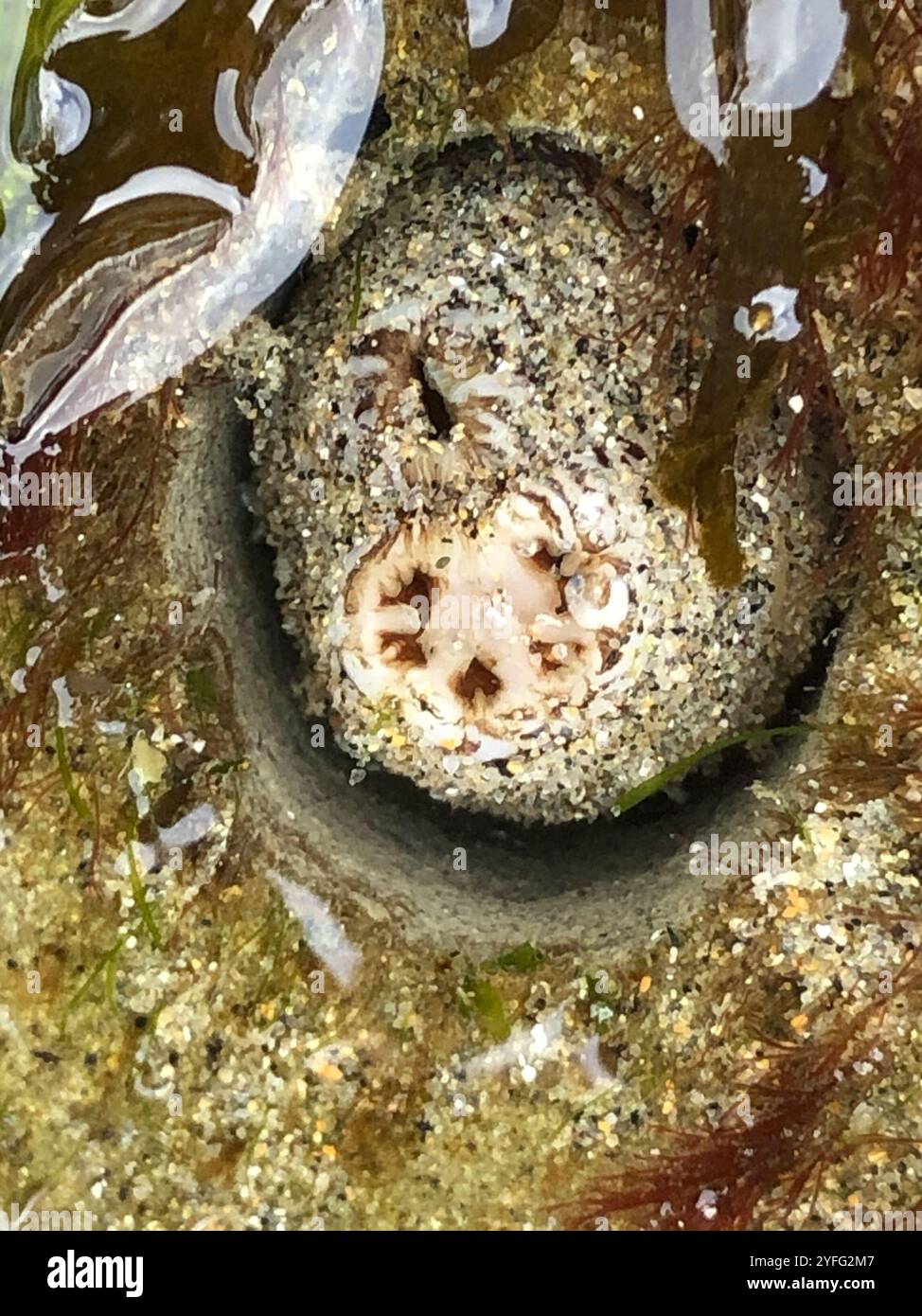 Rough piddock hi-res stock photography and images - Alamy