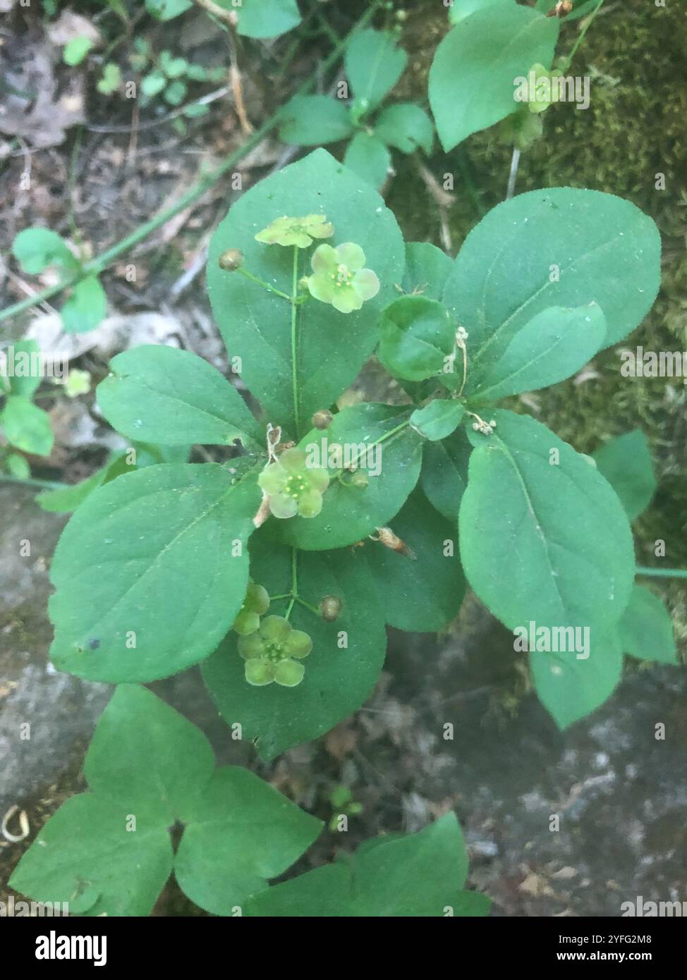 Running Strawberry-bush (Euonymus obovatus Stock Photo - Alamy